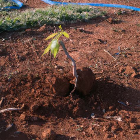 Descubra os Segredos para Plantar Ipê Sucesso