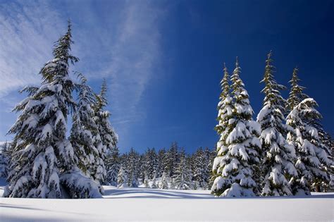 Winter Scene Free Stock Photo Public Domain Pictures