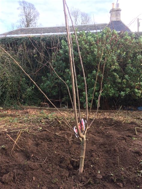 How To Plant A Plum Tree Step By Step With Photos