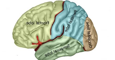 Telencephalon Parts And Functions Of This Part Of The Brain