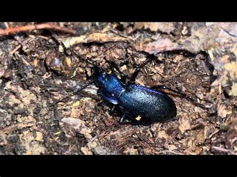 Violet Ground Beetle Carabus Problematicus Youtube