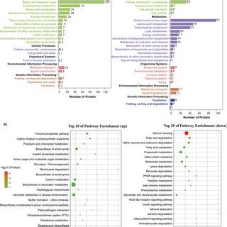 KEGG Pathway Analysis Of Differentially Expressed Proteins Note A