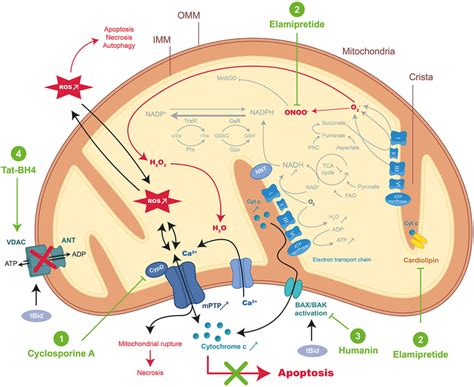 Schematic Representation Of Extrinsic Apoptotic Pathways And Mode Of