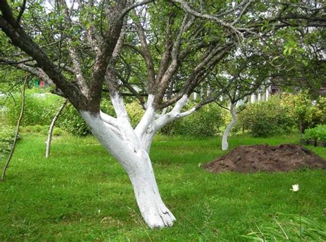 Chauler Un Arbre Comment Quand Et Pourquoi Peint On Les Troncs Des