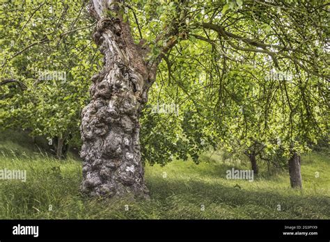 The Old Tree Trunk Stock Photo Alamy