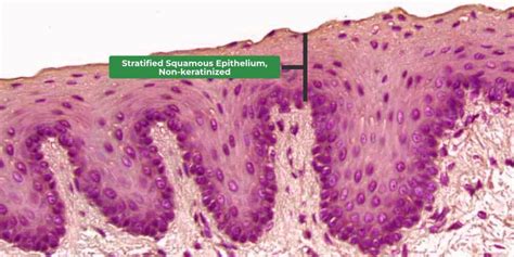Difference Between Keratinized And Non Keratinized Epithelium
