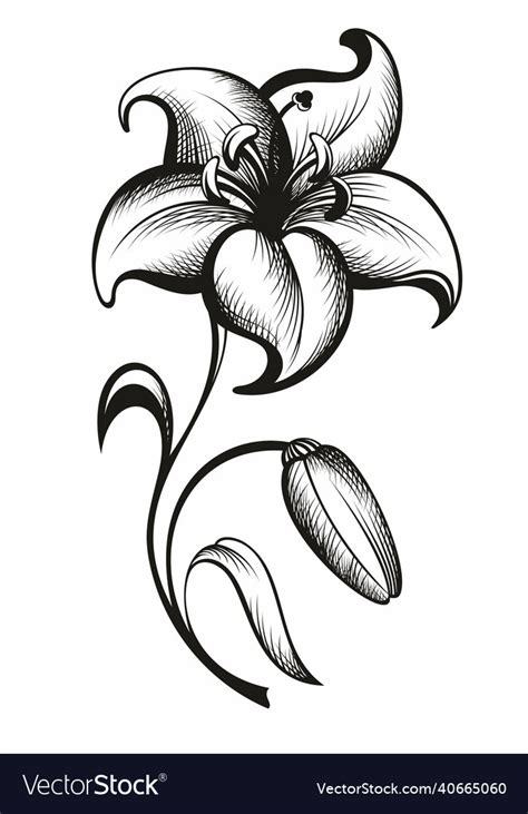 Lily Flower Royalty Free Vector Image VectorStock