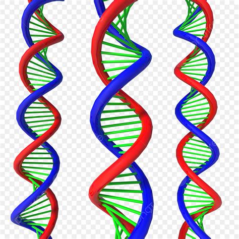 Dna Double Helix Structure 3d Model