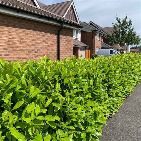 Cherry Laurel Hedge Prunus Lauroceracus Hedges Direct
