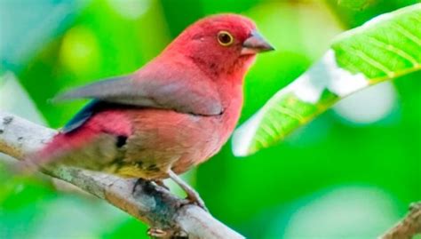 Days Rwanda Birding Safari Wildlife Tours Package