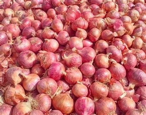 A Grade Maharashtra Fresh Red Onion Gunny Bag Onion Size Available