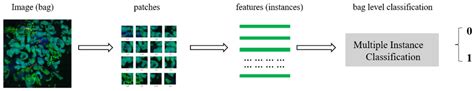 applied sciences free full text multiple instance classification for gastric cancer