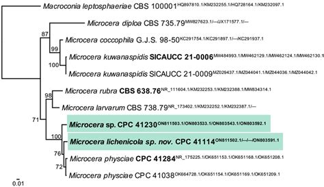 Consensus Phylogram 50 Majority Rule Obtained From The Maximum