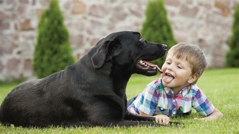 Estas son las 8 mejores razas de perro para niños