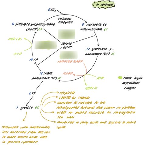 Calvin Cycle Stages Diagram Quizlet