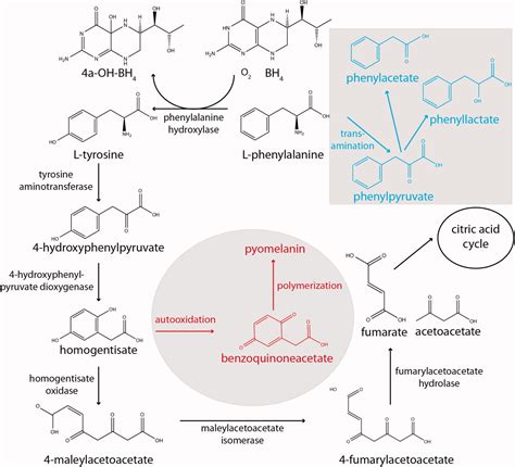 Phenylalanine Hydroxylase Function Structure And Regulation Flydal