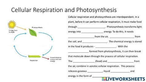 Kami Export Mark Kipelio 14 Photosynthesis And Respiration S