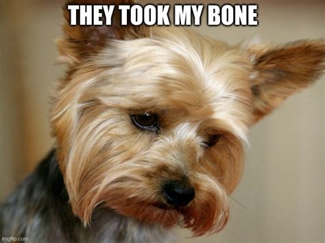 Image Tagged In Vegan Yorkie Imgflip