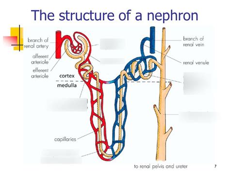 Ocr A Level Biology Nephron Structure Diagram Quizlet