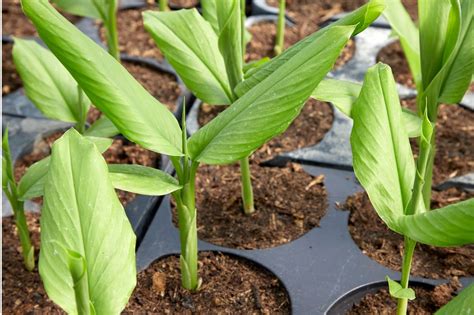 Como cultivar Açafrão da Terra veja dicas para ter essa planta em casa