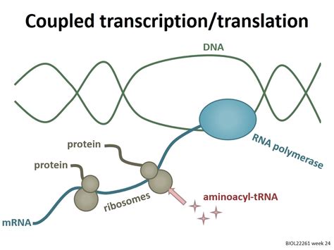 Genetics Coupled Transcription Translation Diagram Quizlet