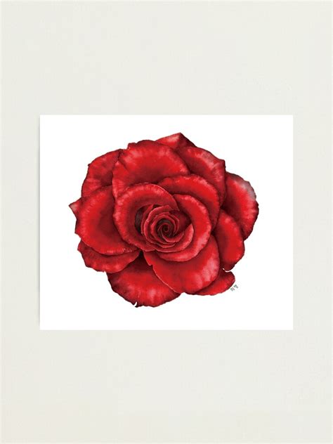 Red Rose Painting In Watercolor Photographic Print For Sale By Heezel