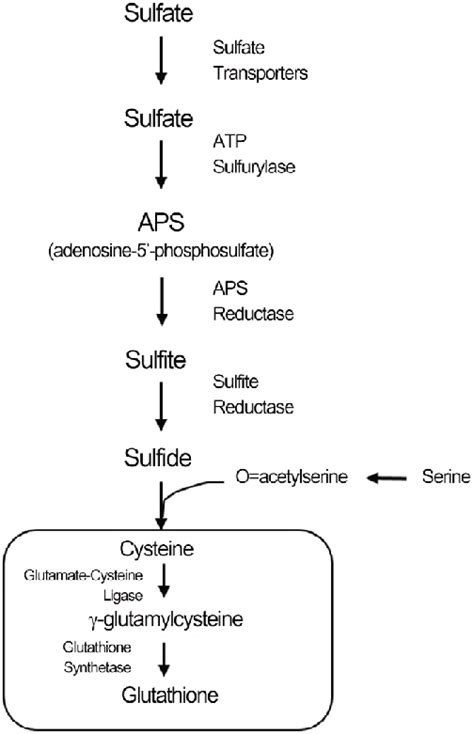 Summary Of The Sulfur Assimilation Cysteine Biosynthesis And