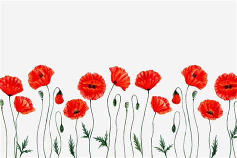 Poppy Clipart Poppy Flower Cartoon Poppies Transparent Clip Art Library