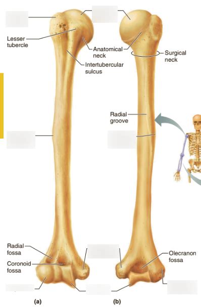 Humerus Bone Diagram Quizlet