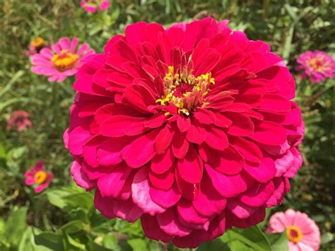 Zinnie Blume Sommer Kostenloses Foto Auf Pixabay Pixabay