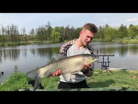 KWIETNIOWE AMURY ORAZ KARPIE NA POP UPY Oleśnikowa Dolina Fishing