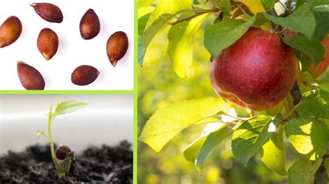 Cómo cultivar un árbol de manzana con una semilla para disfrutarlo todo