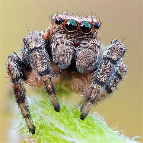 Amazing Close Up Macro Photographs Of Insects And Spiders By John