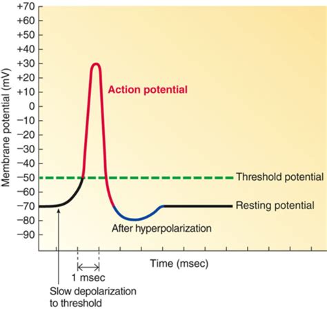 Psio Chapter Action Potential Generation And Action Potential