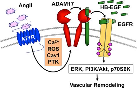 Understanding Angiotensin II Type 1 Receptor Signaling In Vascular