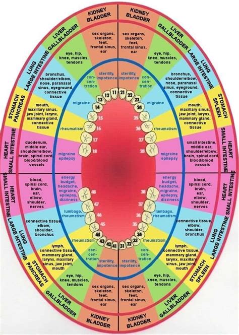 Teeth Meridian Charts Connected To Organs