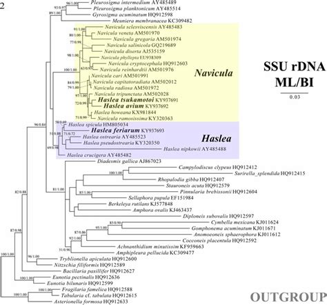 maximum likelihood ml and bayesian inference bi phylogenetic trees download scientific