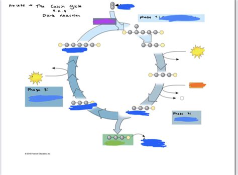 Calvin Cycle Chart Diagram Quizlet
