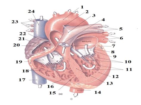 A P Lab Practical Diagram Quizlet