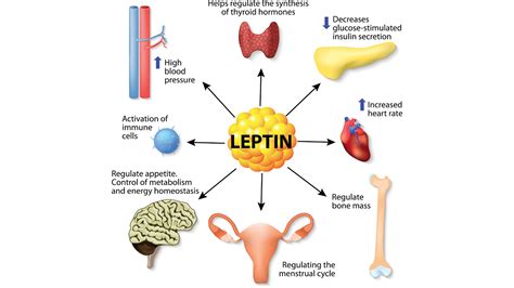 Imagine If You Could Theoretically Turn Off Human Hunger Experimenting With Leptin The Hunger