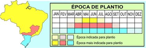 Mês a mês O que devo plantar na horta Blog da Plantei
