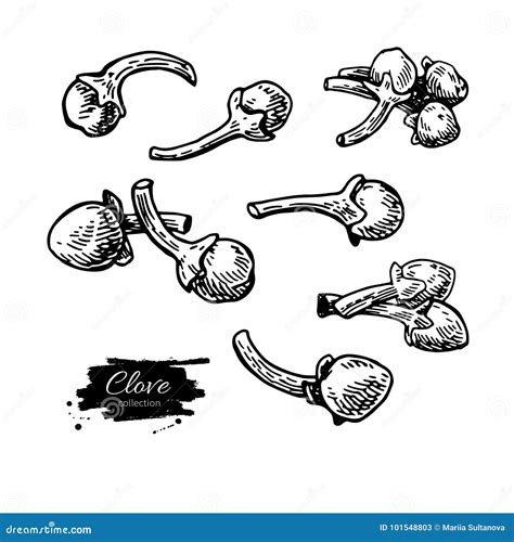 Disegno Di Vettore Del Chiodo Di Garofano Abbozzo Disegnato A Mano