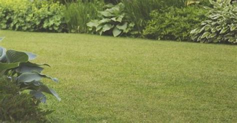 Conseils Et Astuces Pour Savoir Comment Semer Du Gazon