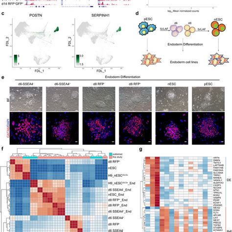 Single Cell Transcriptome Profiling During The Primed To Naive