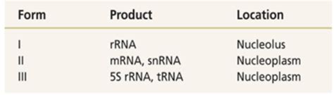Transcription And Rna Processing Flashcards Quizlet