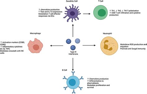 Frontiers Type III Interferons Emerging Roles In Autoimmunity