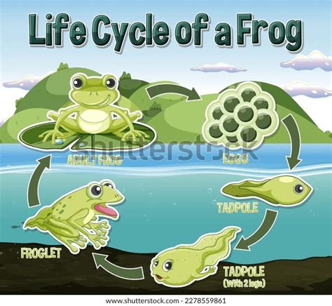 Frog Life Cycle Diagram Illustration Stock Vector Royalty Free 2278559861 Shutterstock
