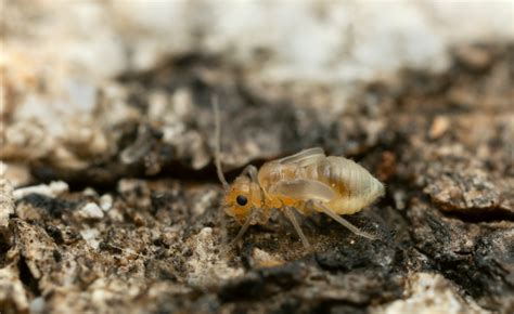 Insectes D Humidite Dans La Maison Ventana Blog