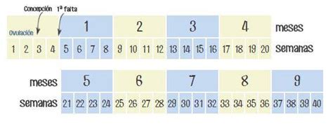Cómo calcular semanas de embarazo en meses TodoPapás