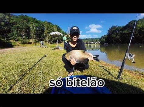 Pescaria em pesqueiro NOVA DIMENSÃO SÓ bitelão dourado YouTube